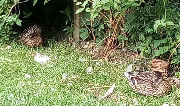 Strichen Community Park – Love Aberdeenshire