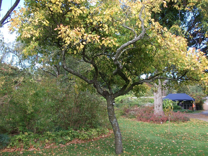 Cruickshank Botanic Gardens – Love Aberdeenshire